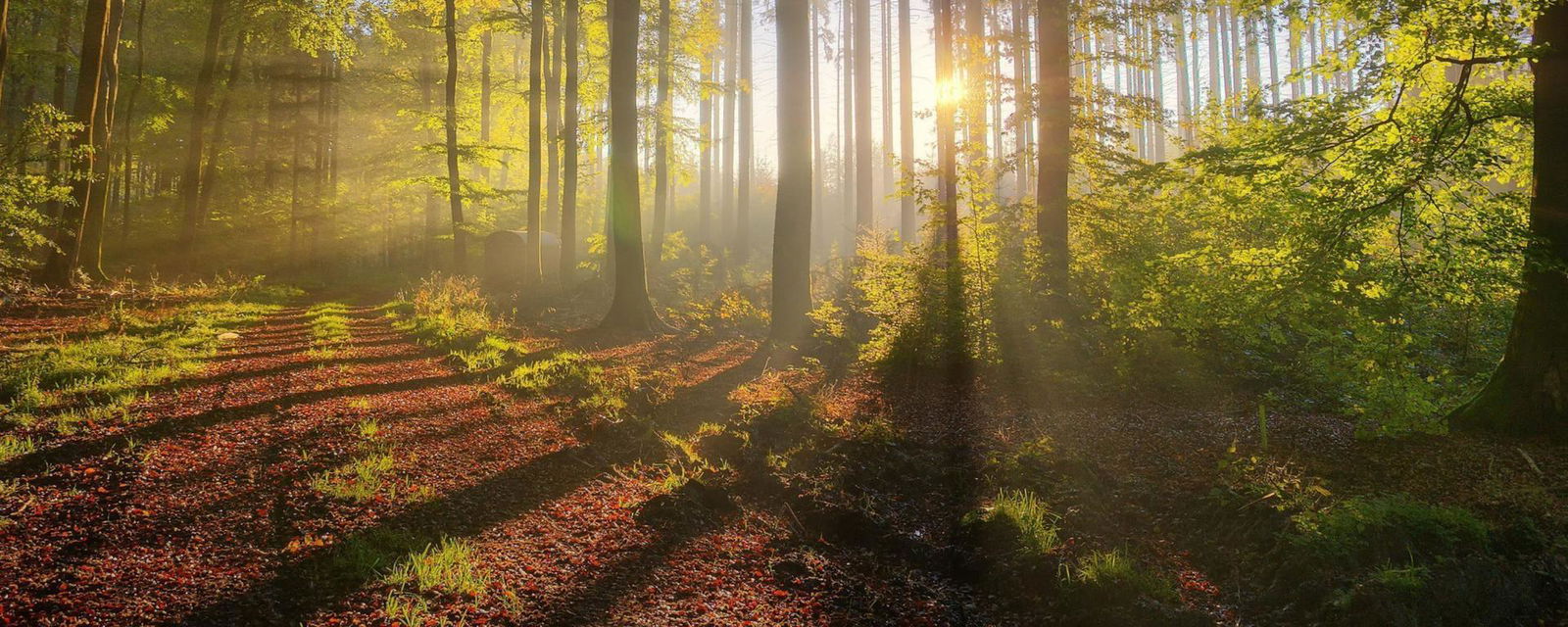 ProtectaWeb provides slope reinforcement and tree root protection ...